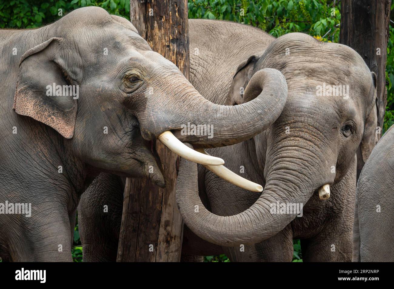 Two Asian elephant (Elephas maximus), animal portrait, Germany Stock ...