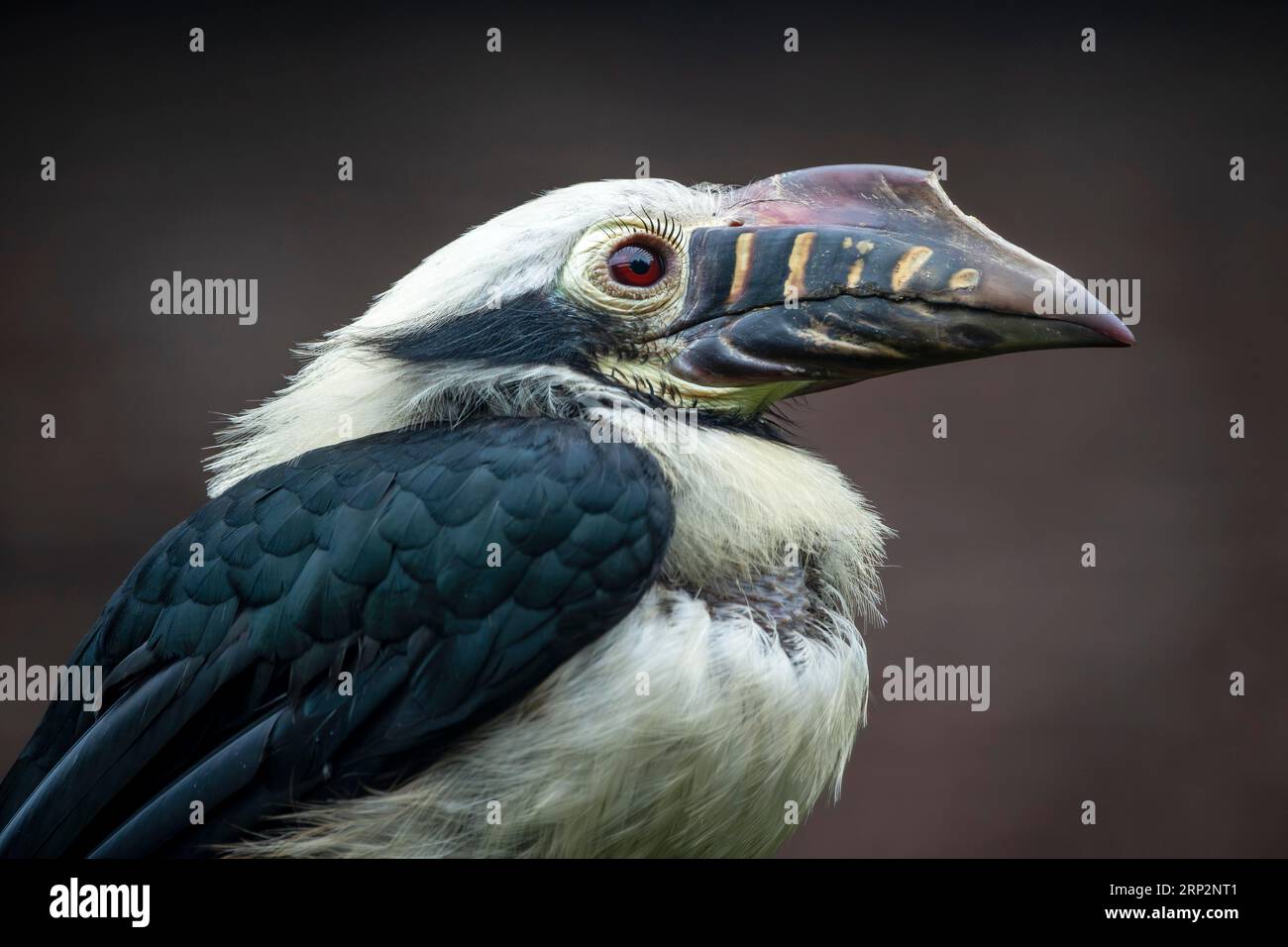 Visaya Tarictic Hornbill (Penelopides panini) Animal portrait, Germany ...