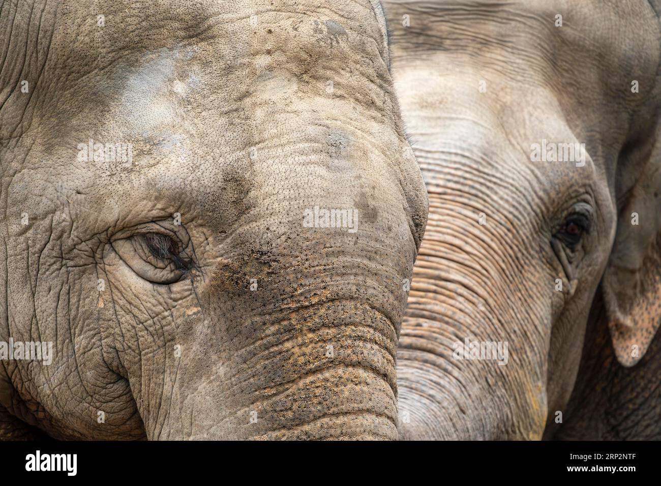 Two Asian elephant (Elephas maximus), animal portrait, Germany Stock ...