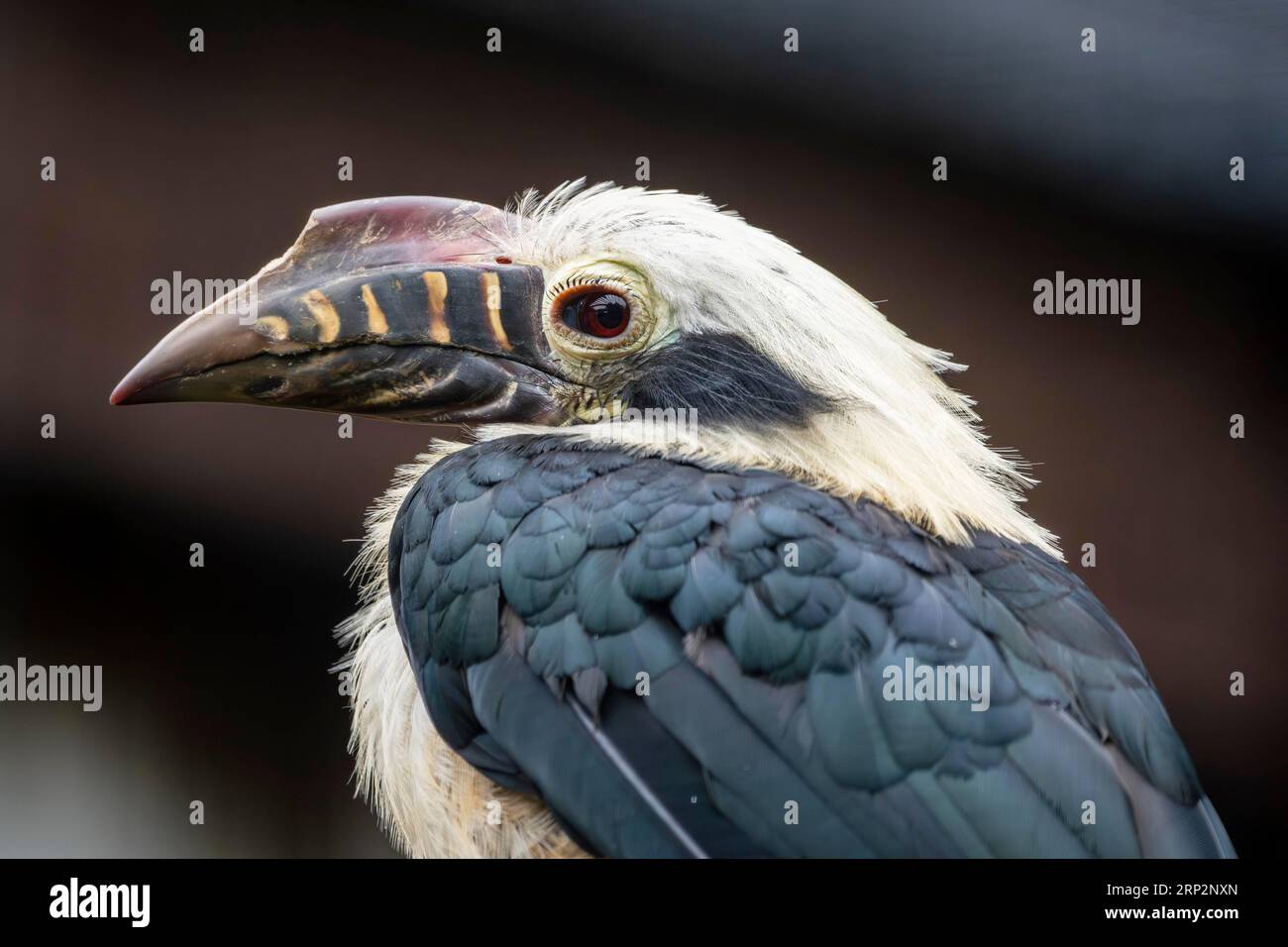 Visaya Tarictic Hornbill (Penelopides panini) Animal portrait, Germany ...
