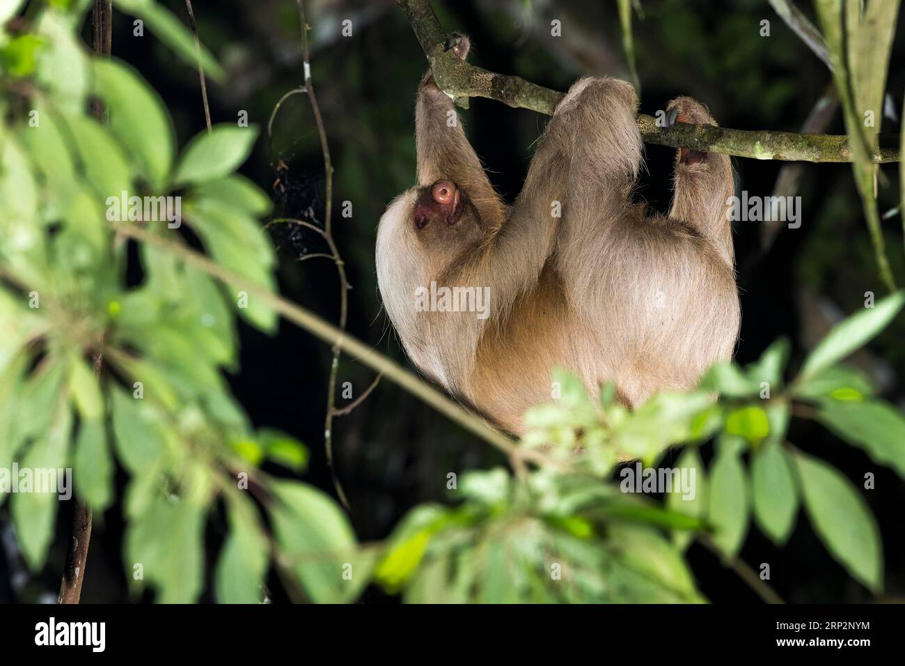 Hoffmann's two-toed sloth Choloepus hoffmanni, adult hanging in ...