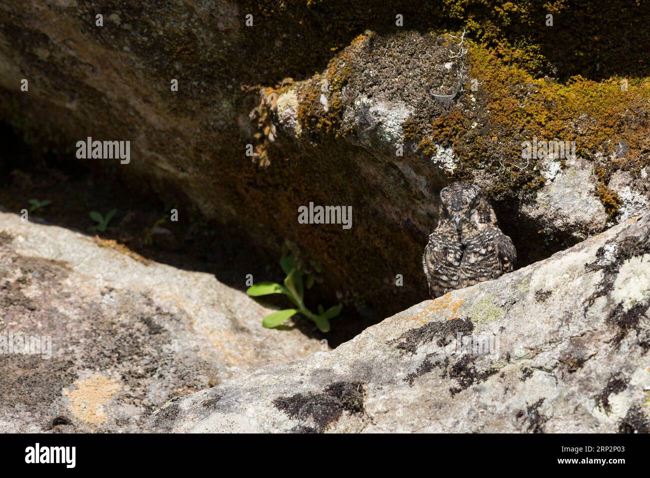 Lyre-tailed nightjar Uropsalis lyra, adult female at roost on rocky ...
