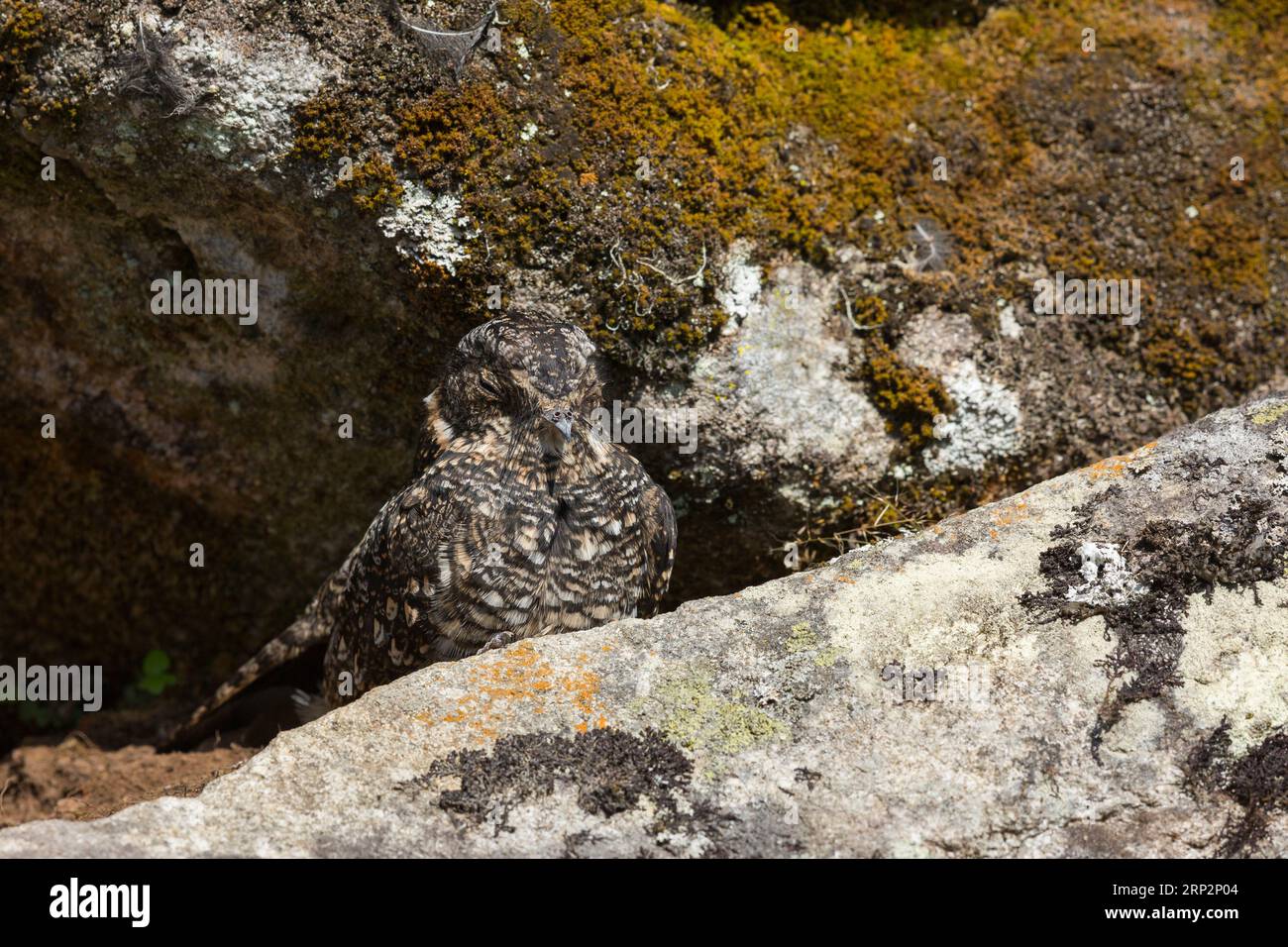 Lyre-tailed nightjar Uropsalis lyra, adult female at roost on rocky ...