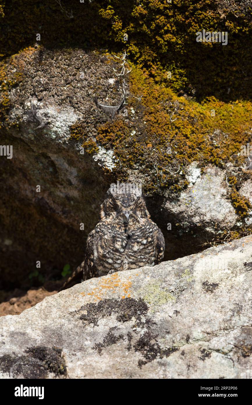 Lyre-tailed nightjar Uropsalis lyra, adult female at roost on rocky ...