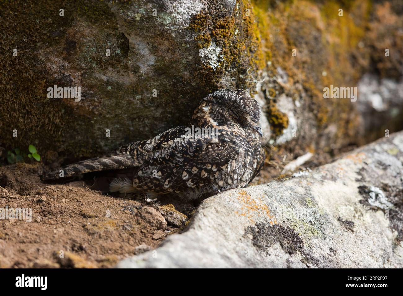 Lyre-tailed nightjar Uropsalis lyra, adult female at roost on rocky ...