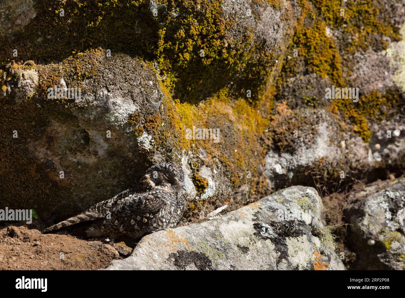 Lyre-tailed nightjar Uropsalis lyra, adult female at roost on rocky ...