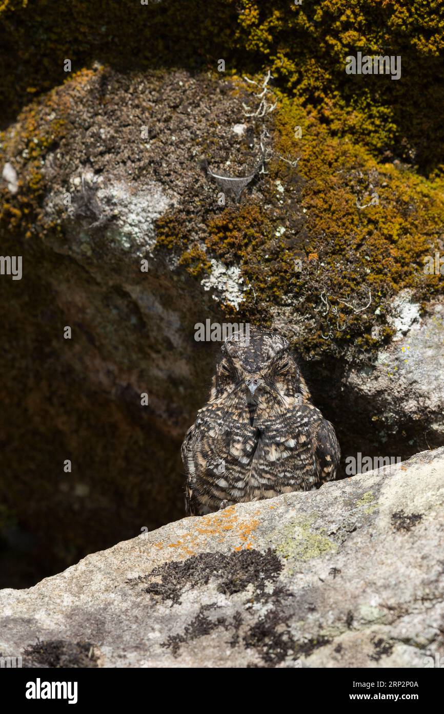 Lyre-tailed nightjar Uropsalis lyra, adult female at roost on rocky ...