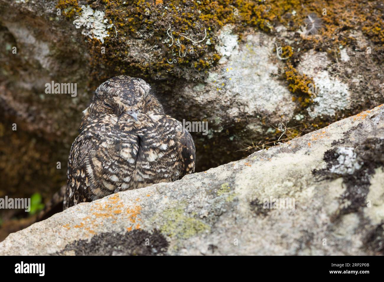 Lyre-tailed nightjar Uropsalis lyra, adult female at roost on rocky ...