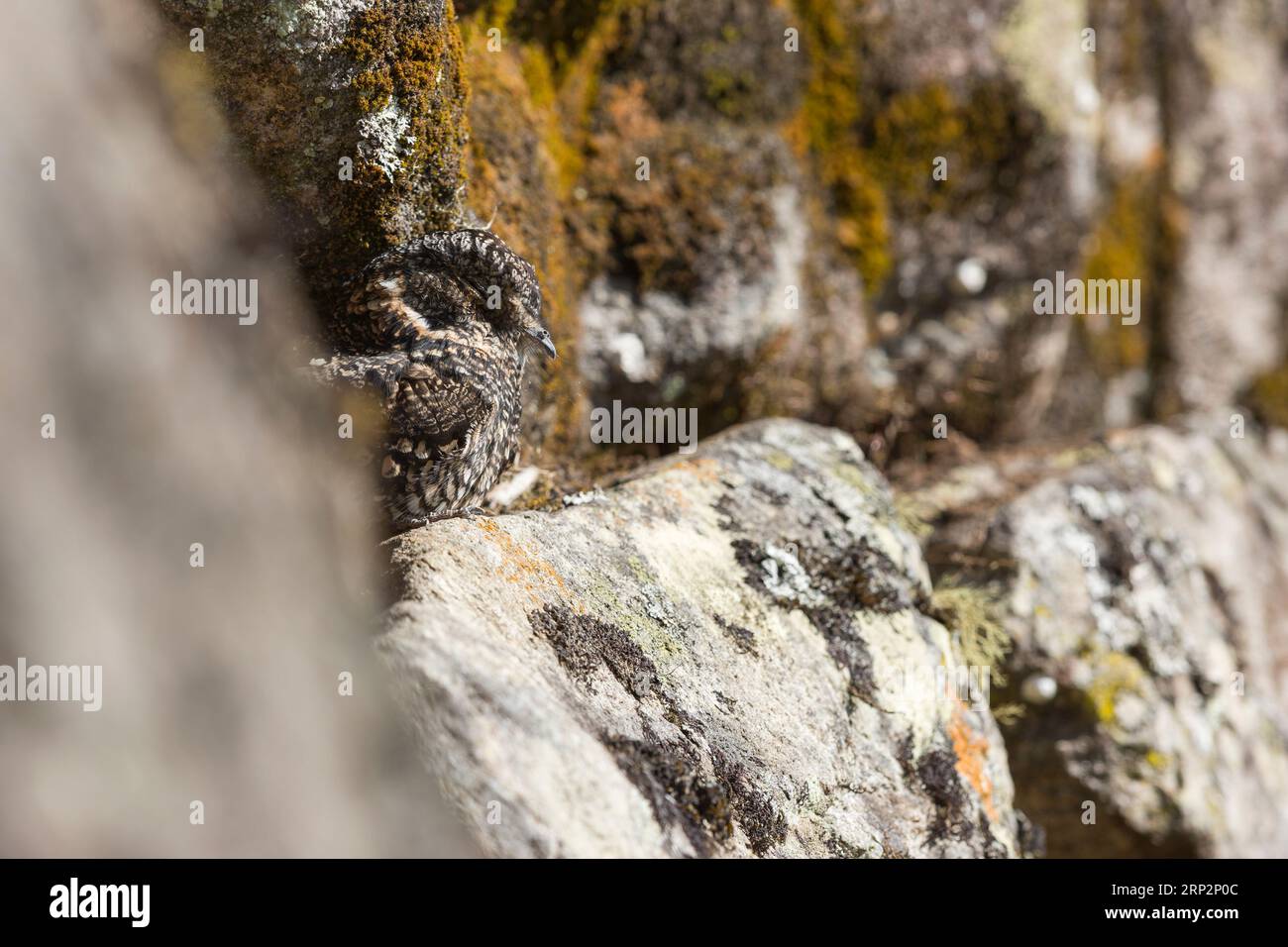 Lyre tailed nightjar hi-res stock photography and images - Alamy