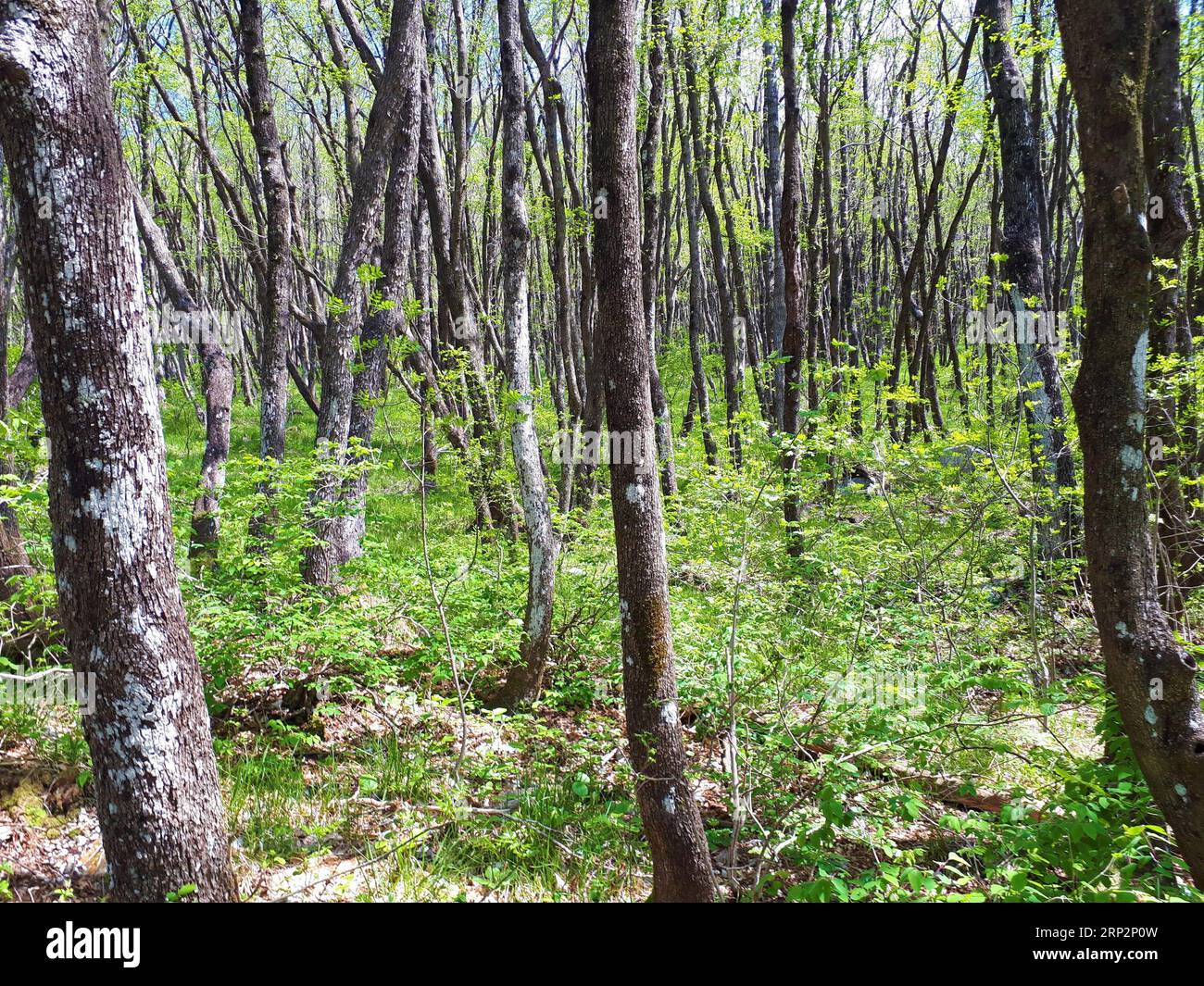 European hop hornbeam forest in Slovenia in spring with trees starting ...