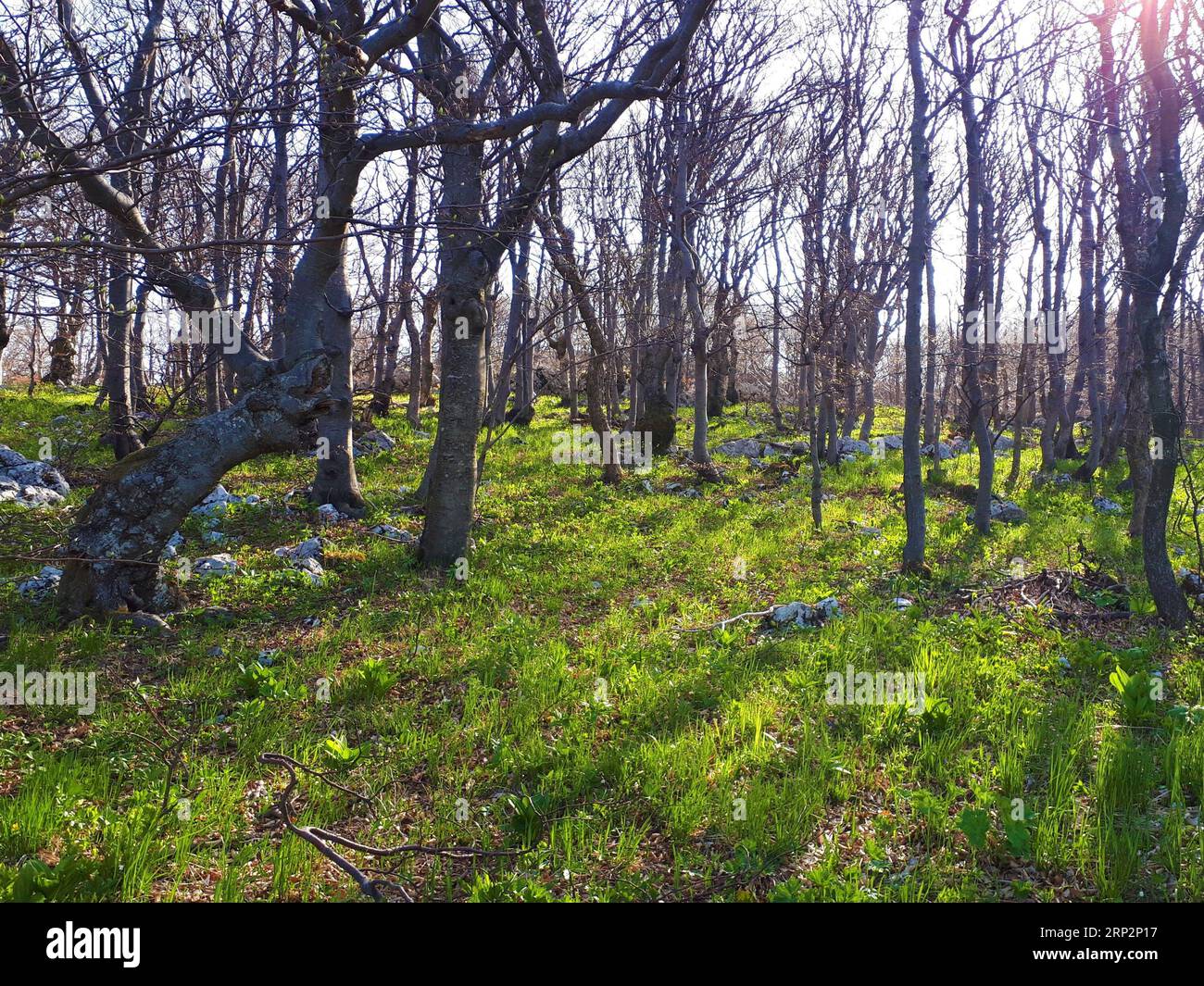 Common temperate, deciduous beech forest in Slovenia in spring with ...