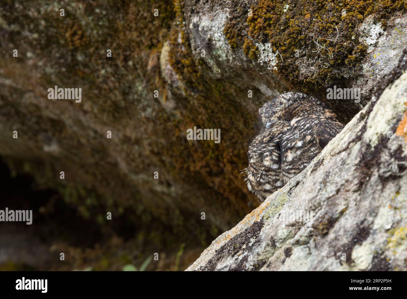 Lyre-tailed nightjar Uropsalis lyra, adult female at roost on rocky ...