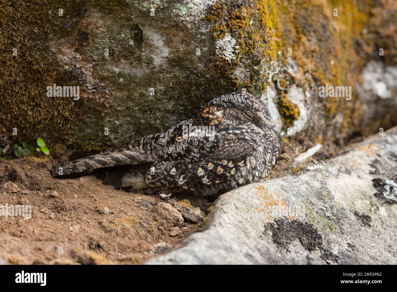 Lyre-tailed nightjar Uropsalis lyra, adult female at roost on rocky ...