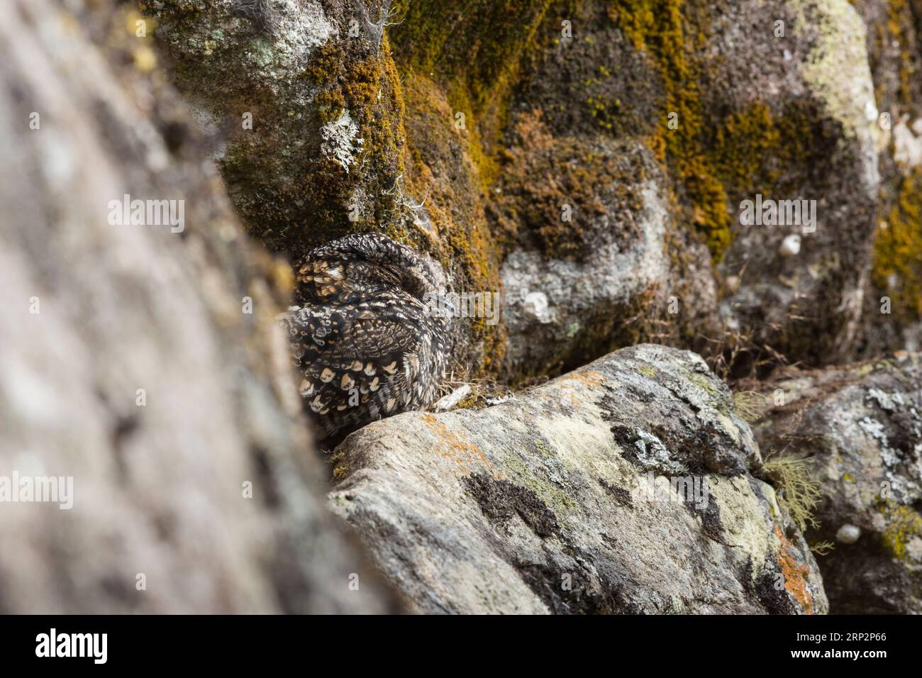 Lyre-tailed nightjar Uropsalis lyra, adult female at roost on rocky ...