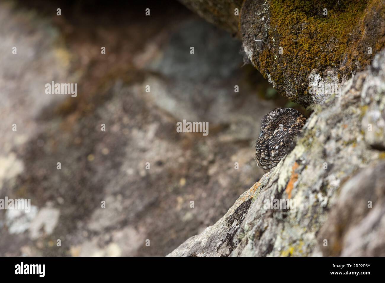 Lyre-tailed nightjar Uropsalis lyra, adult female at roost on rocky ...