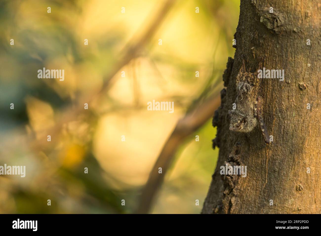 Proboscis bat Rhynchonycteris naso, adult roosting on tree trunk ...