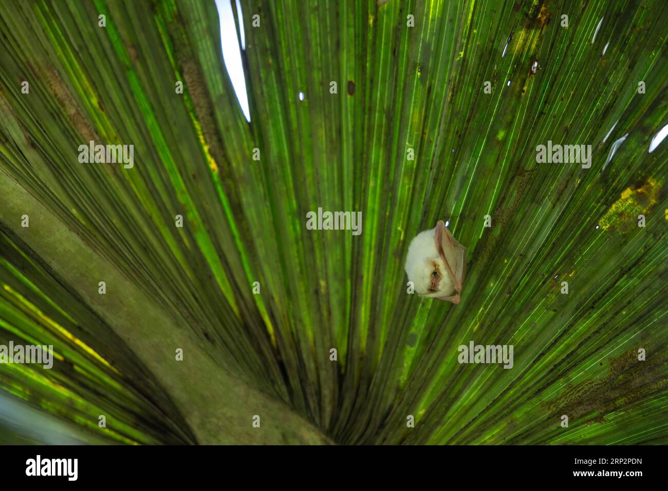 Palm frond hanging hi-res stock photography and images - Alamy