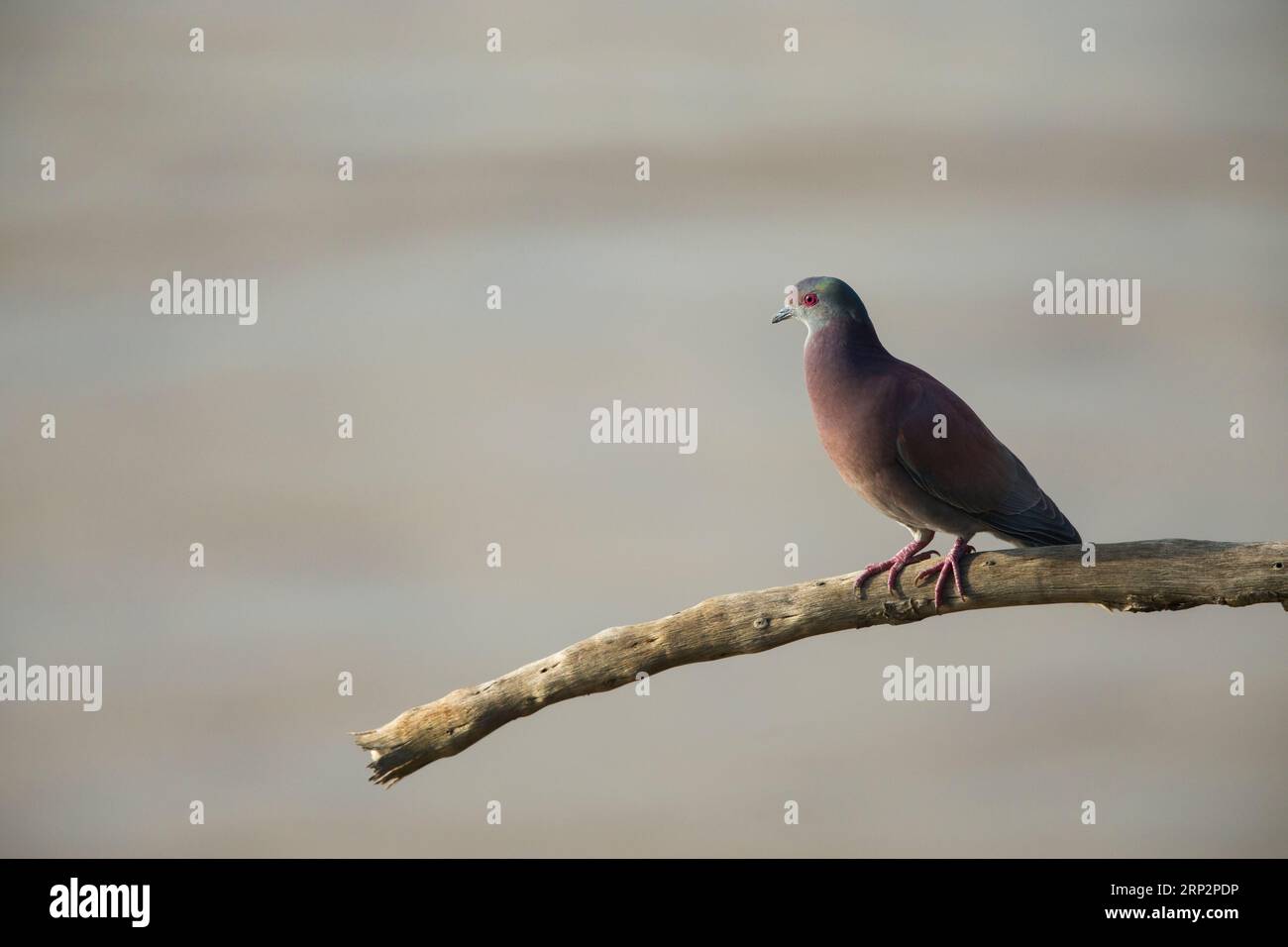 Inkaterra reserva amazónica hi-res stock photography and images - Alamy
