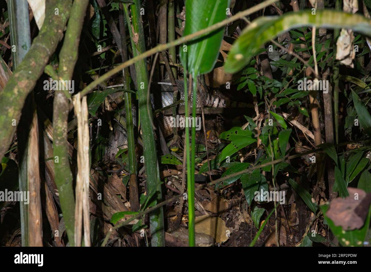 Inkaterra reserva amazónica hi-res stock photography and images - Alamy