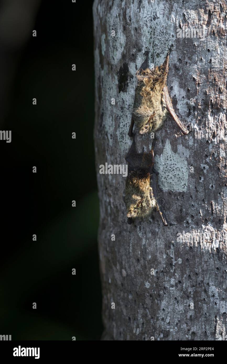 Proboscis bat Rhynchonycteris naso, roosting on tree trunk, Tambopata ...