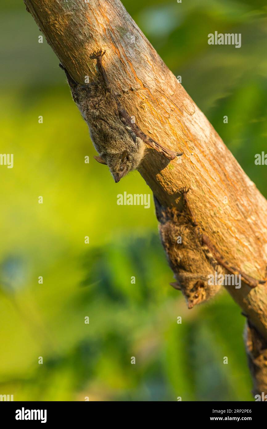 Proboscis bat Rhynchonycteris naso, adults roosting on tree trunk ...