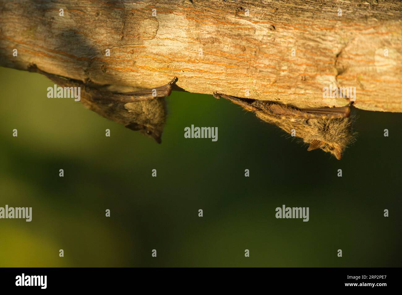 Proboscis bat Rhynchonycteris naso, adults roosting on tree trunk ...
