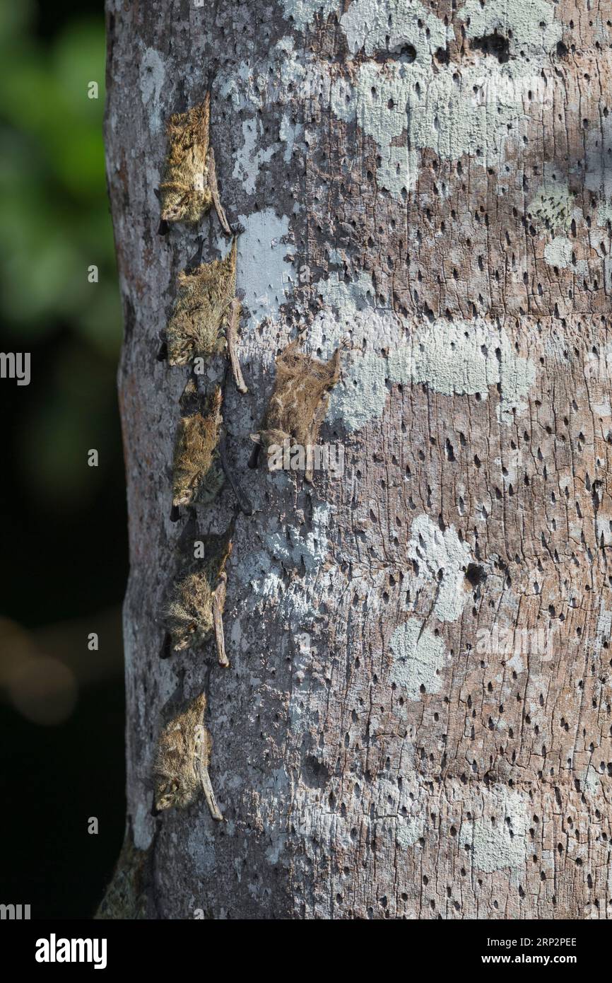Proboscis bat Rhynchonycteris naso, roosting on tree trunk, Tambopata ...