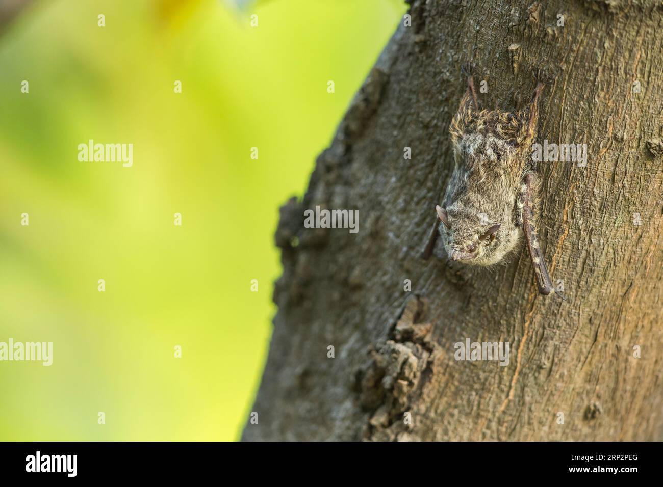Proboscis bat Rhynchonycteris naso, adult roosting on tree trunk ...