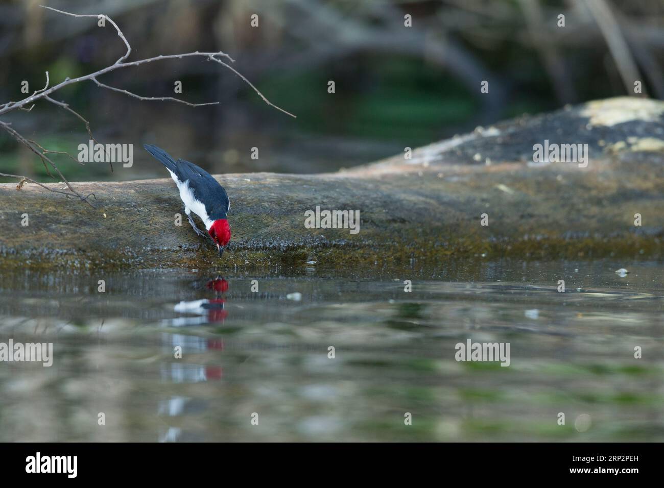 Red-capped cardinal Paroaria gularis, adult drinking from river ...