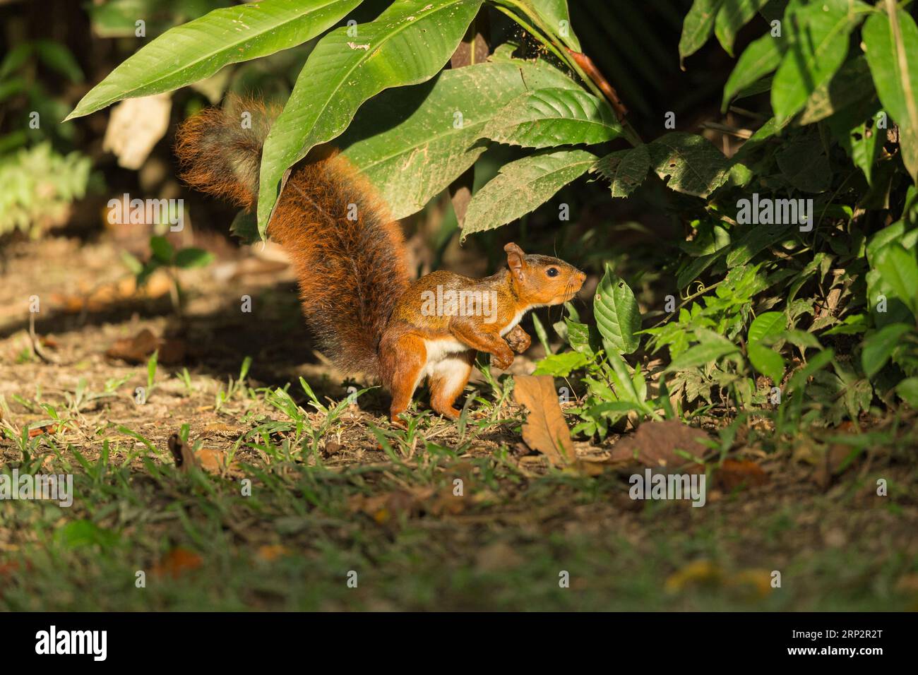 Inkaterra reserva amazónica hi-res stock photography and images - Alamy