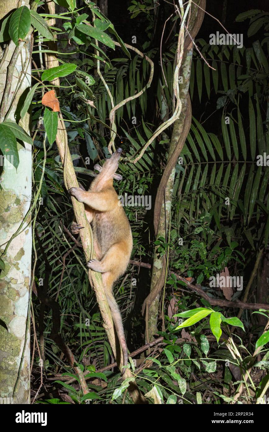 Southern tamandua Tamandua tetradactyla, adult climbing tree at night ...