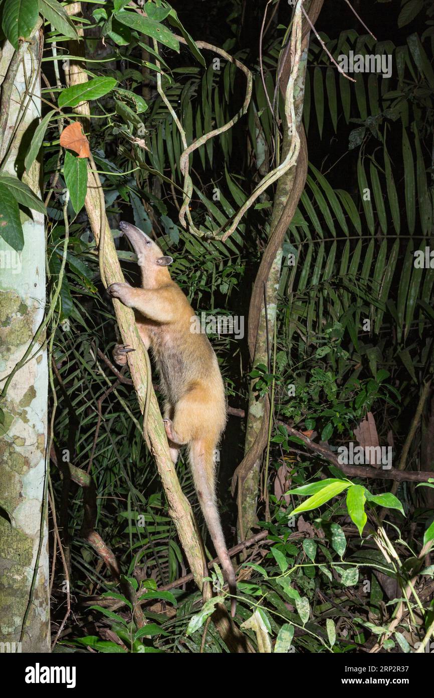 Southern tamandua Tamandua tetradactyla, adult climbing tree at night ...
