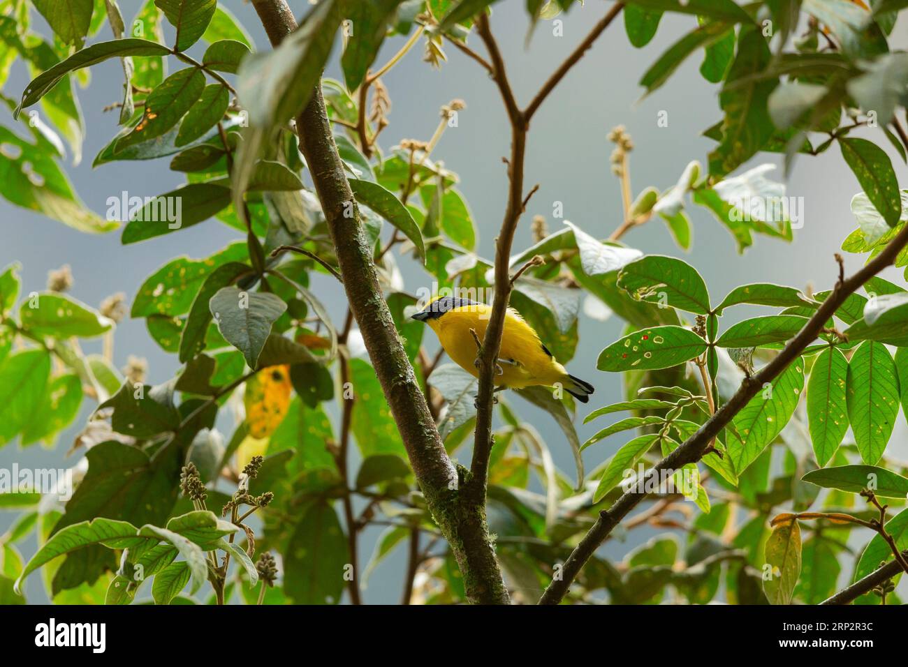 Thick-billed euphonia Euphonia laniirostris, adult male perched on ...