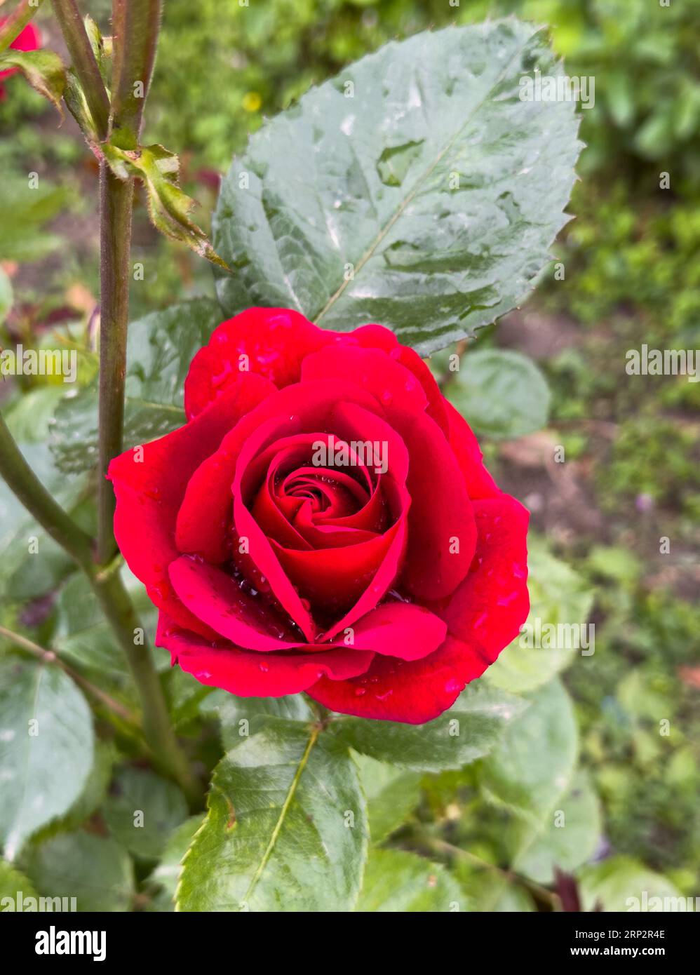 Red rose on the branch. Beautiful rose in the hobby garden after the ...