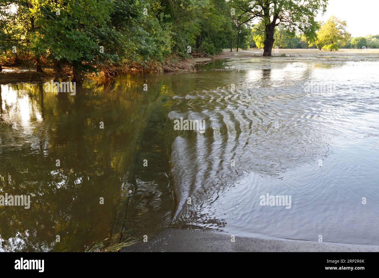 Summer floods in the alluvial forest, Middle Elbe Biosphere Reserve ...