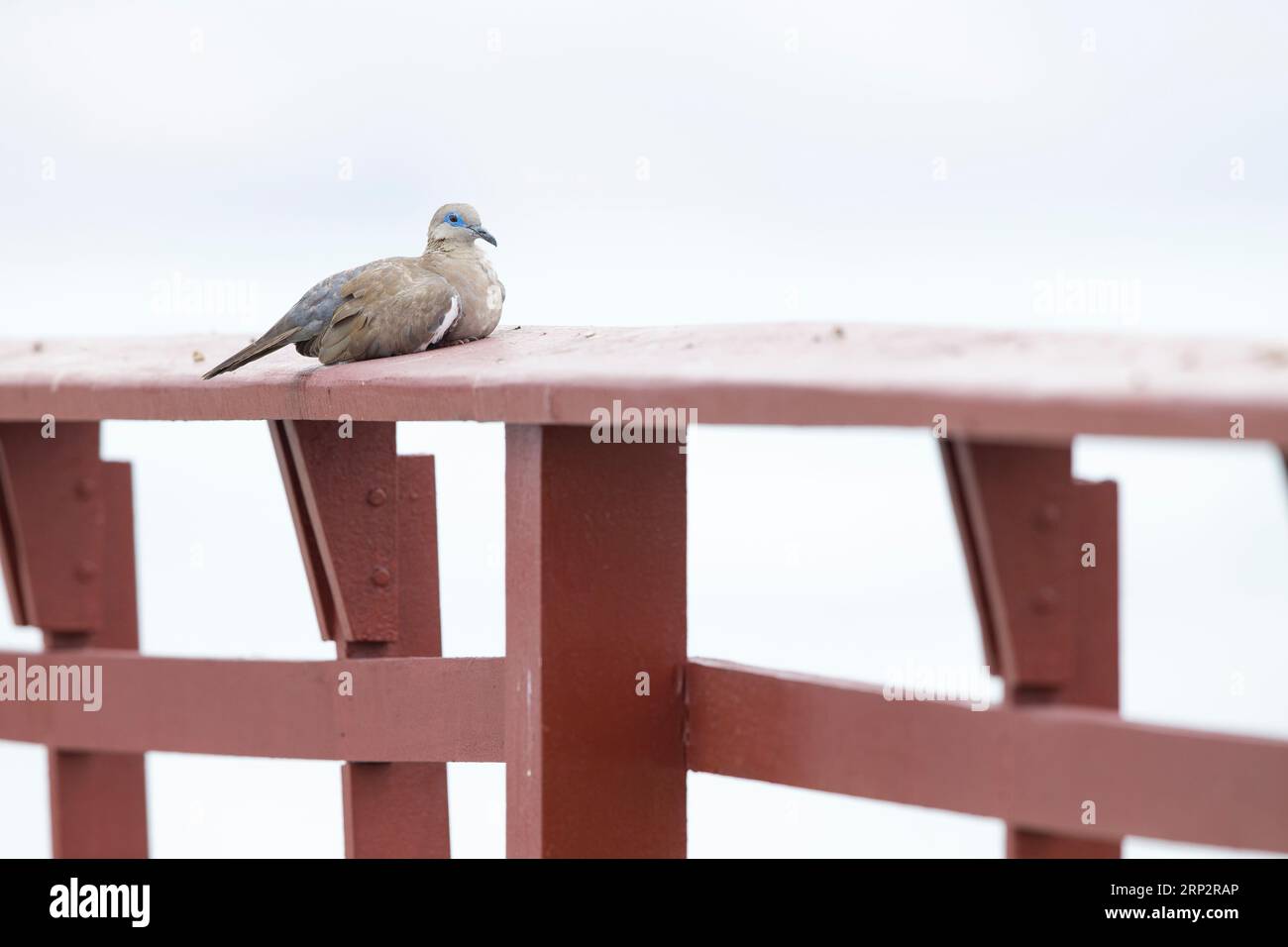 West peruvian dove hi-res stock photography and images - Alamy