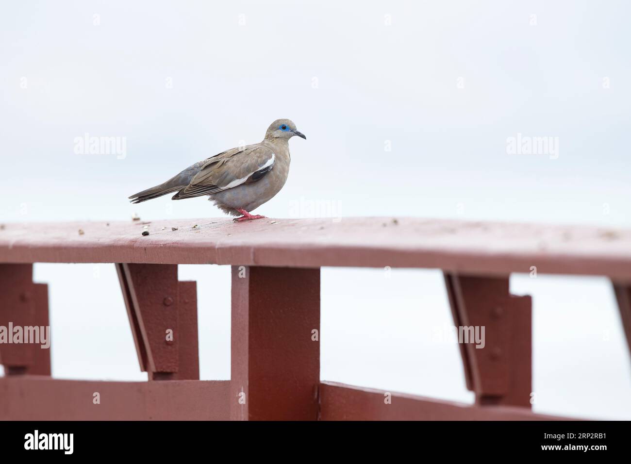 West peruvian dove hi-res stock photography and images - Alamy