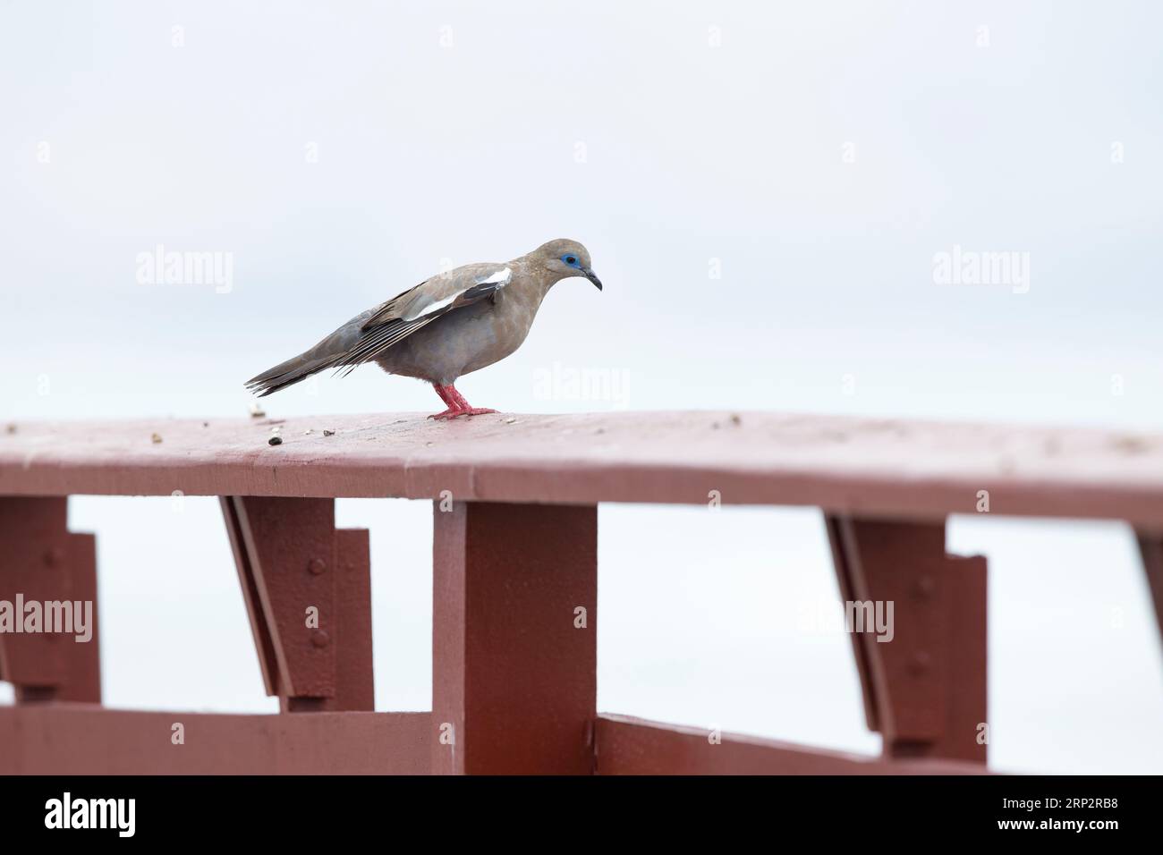 West peruvian dove hi-res stock photography and images - Alamy