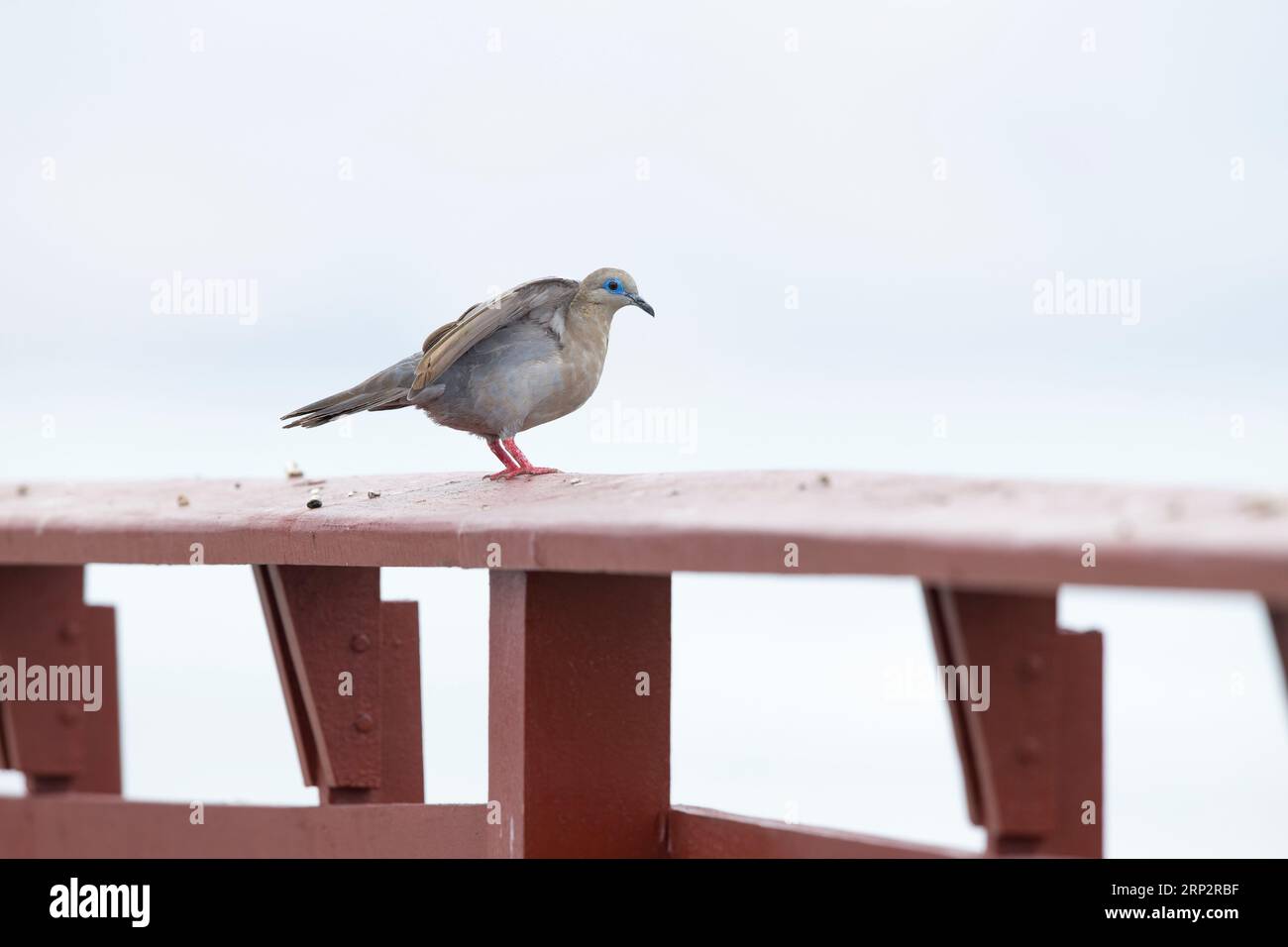 West peruvian dove hi-res stock photography and images - Alamy