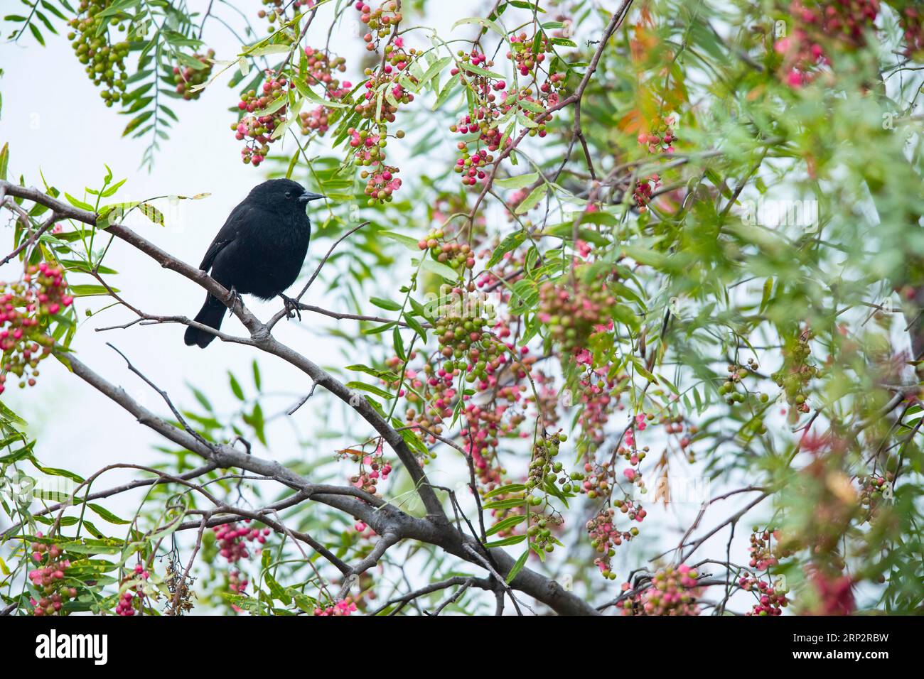 Agelasticus xanthophthalmus hi-res stock photography and images - Alamy