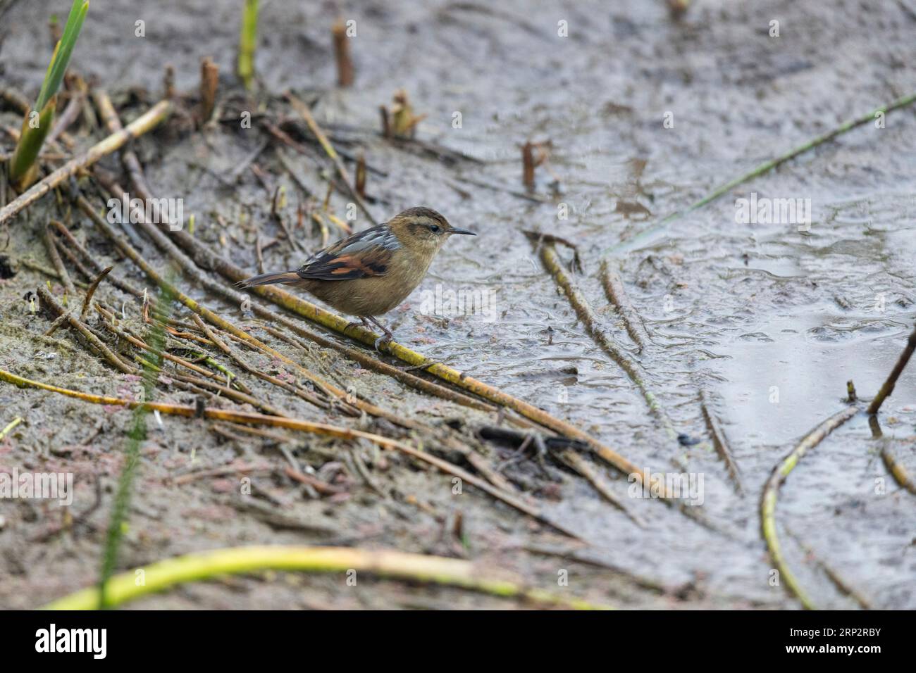 Wren-like rushbird Phleocrytes melanops, adult foraging in marsh, Lake ...