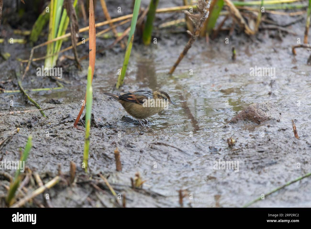 Wren-like rushbird Phleocrytes melanops, adult foraging in marsh, Lake ...
