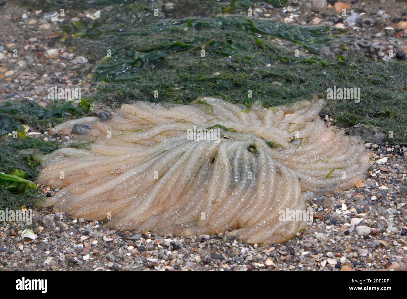 Washed-up spawning ball of the compass jellyfish (Chrysaora hysoscella ...