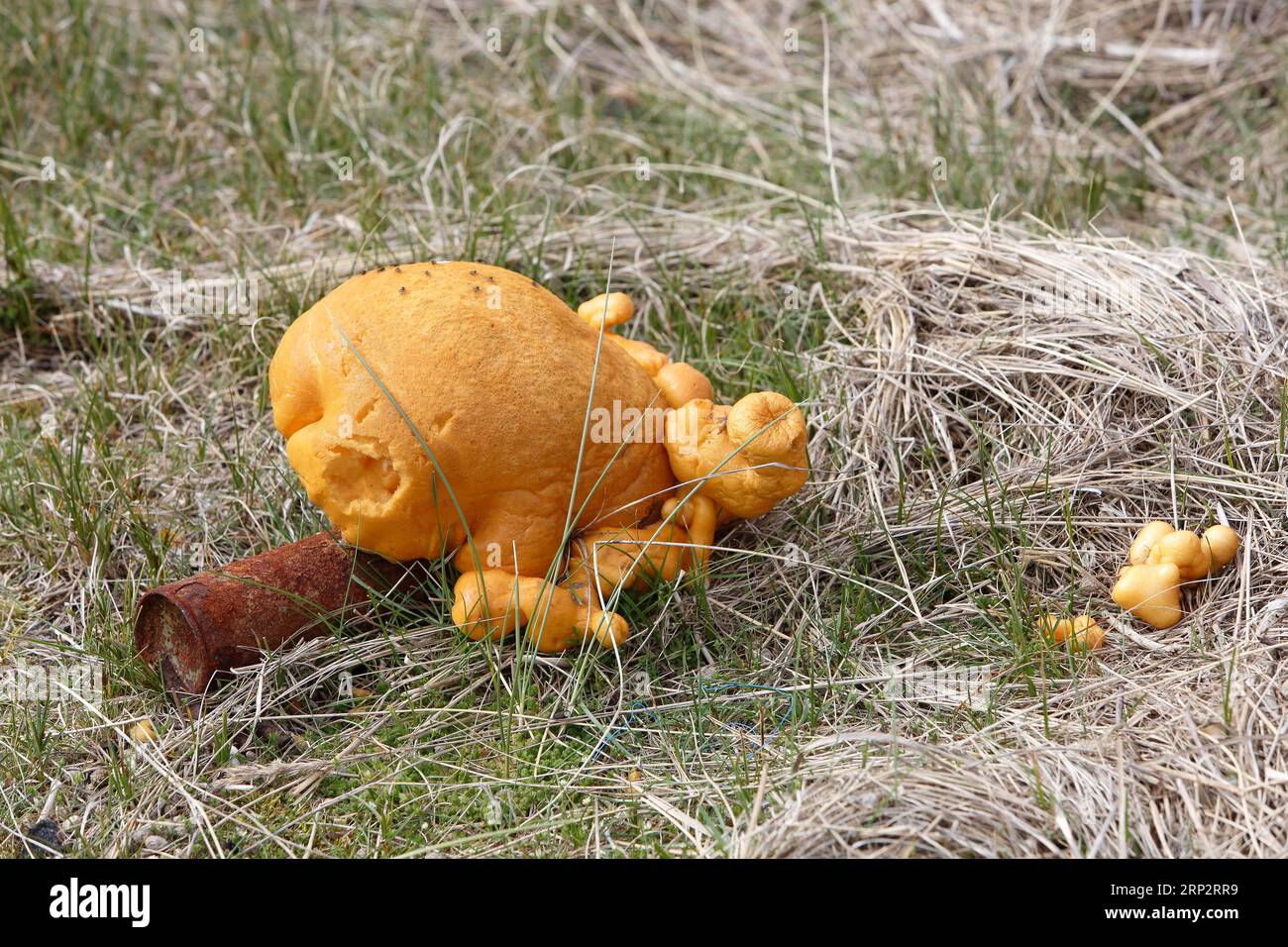 Marine litter washed up on the beach, human impact on the marine ...