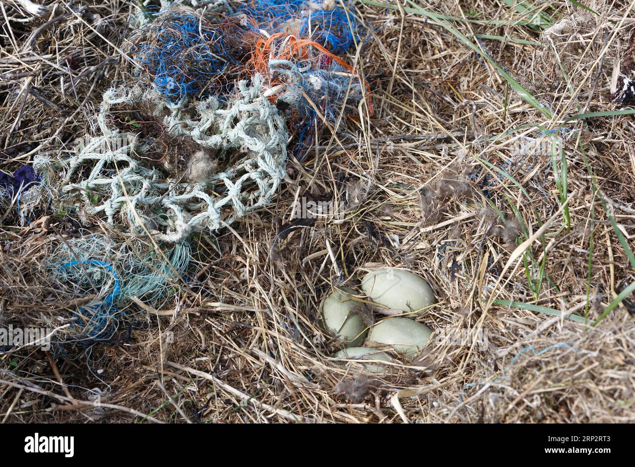 Litter from the sea, human impact on the marine ecosystem, clutch of an ...