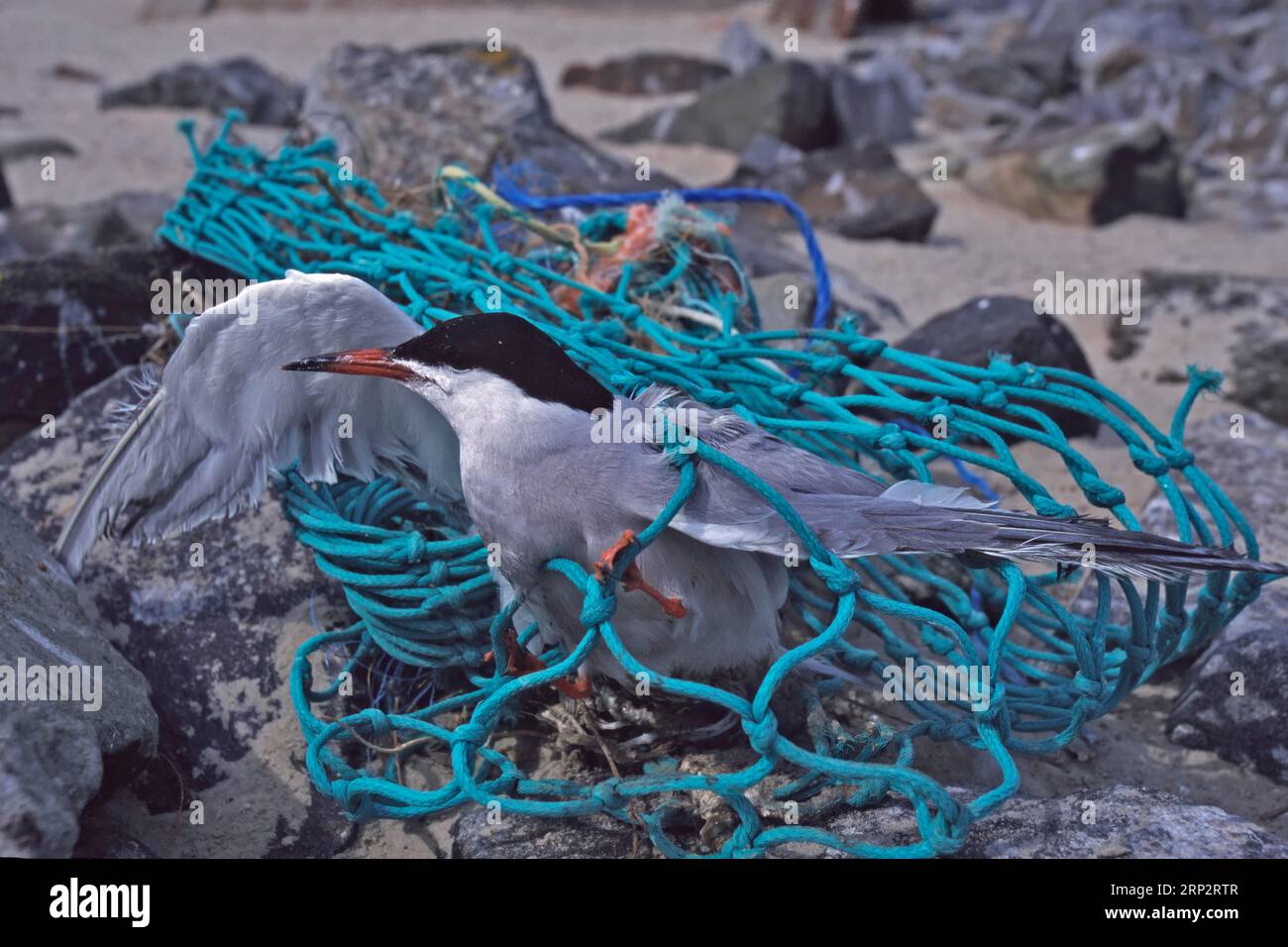 Marine litter, human impact on the marine ecosystem, Common Tern ...