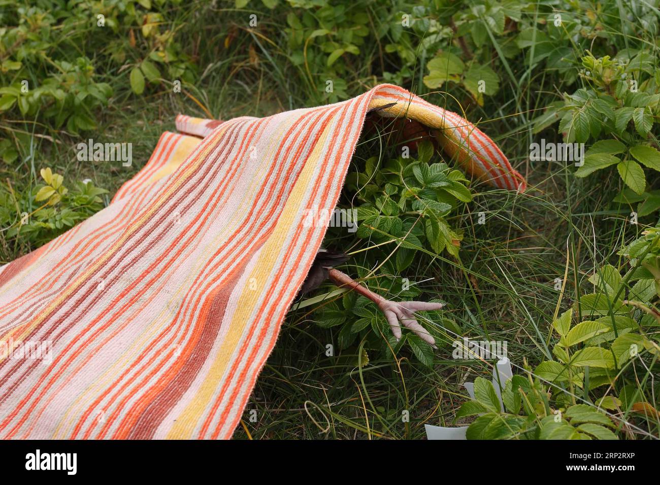 Marine litter, human impact on the marine ecosystem, eurasian ...