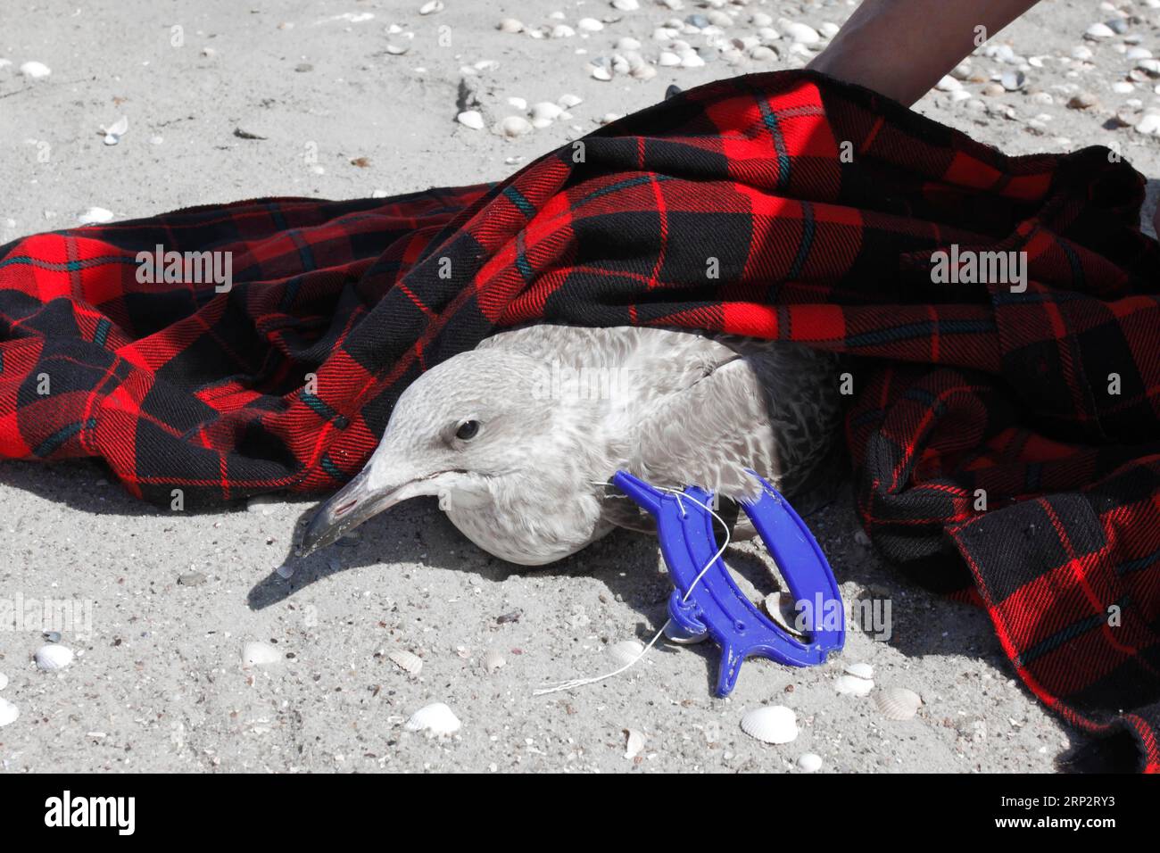 Litter from the sea, human impact on the marine ecosystem, young ...