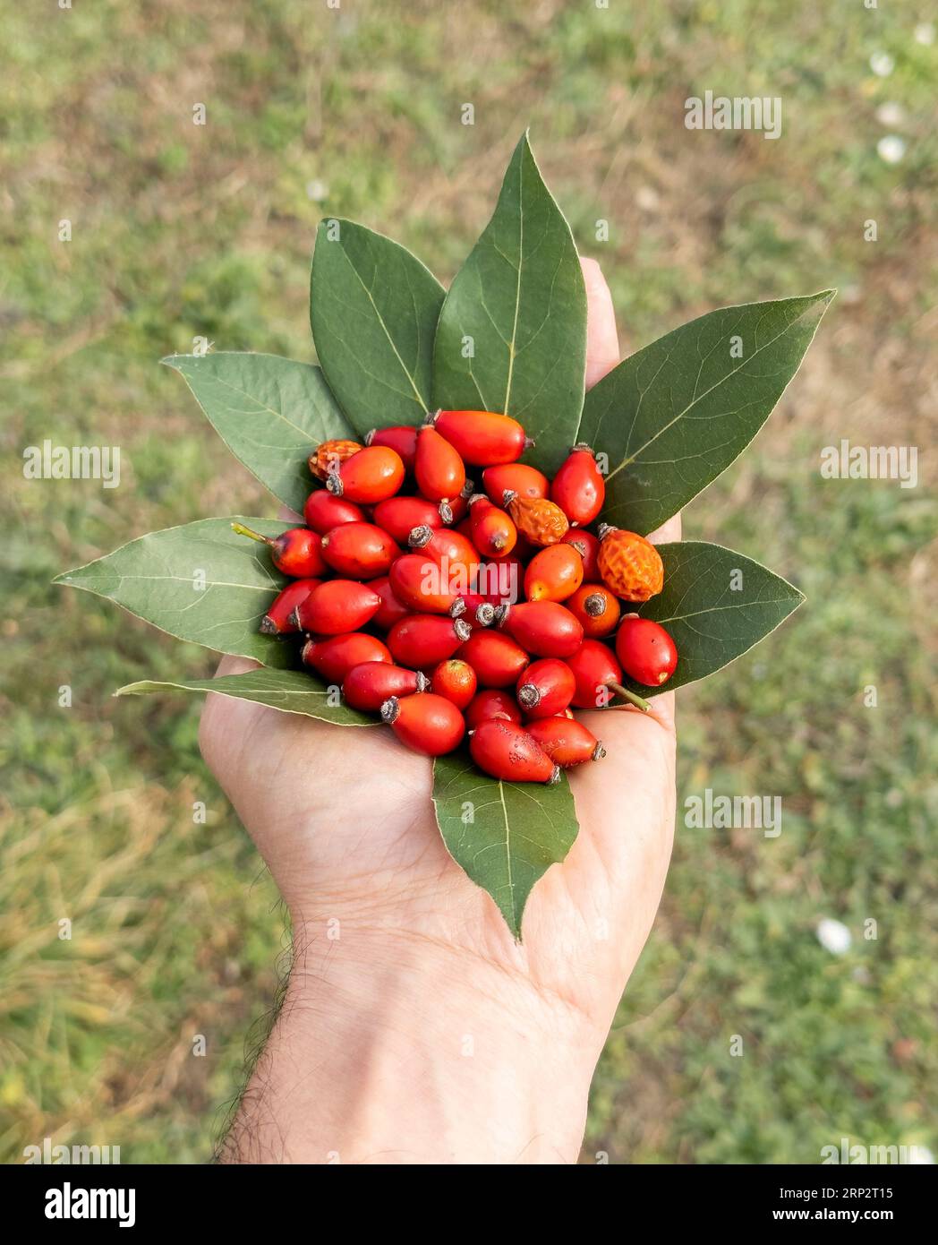 Rose hip seeds hi-res stock photography and images - Alamy