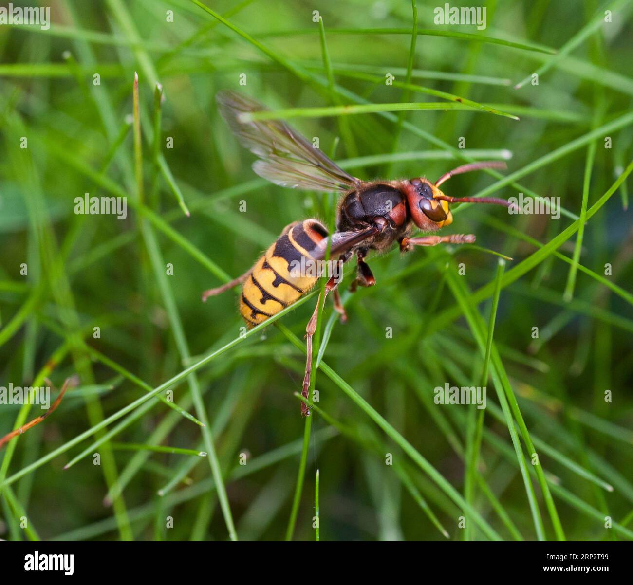Eurasian hornet hi-res stock photography and images - Alamy